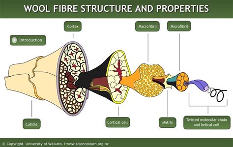 Wool Fibre Structure And Properties Fiber Anatomy Spirit Fibre