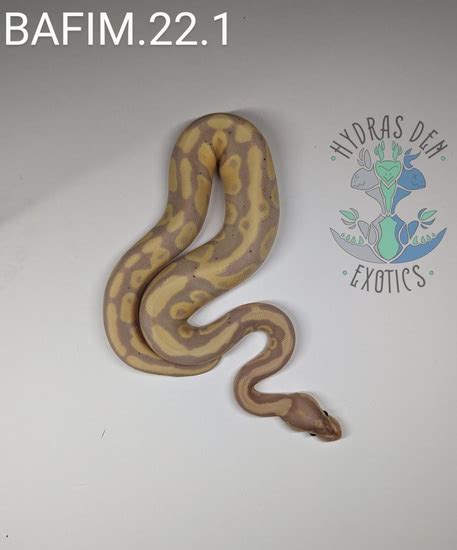 Banana Fire Ball Python By Hydras Den Exotics