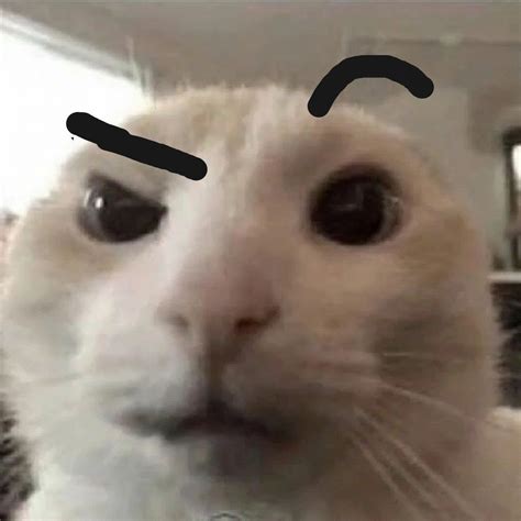Cat Eyebrow Raise Funny