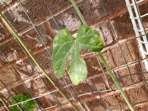 Adenia Stylosa Hperrier Hearn World Flora Plntnet Identify
