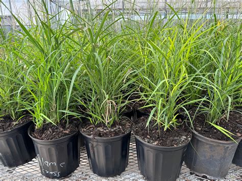 Buy 9pcs Save More Flame Grass Miscanthus Purpurascens Eureka Farms