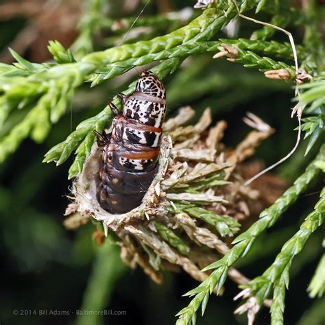 What Attracts Bagworms At Lindsay Mullen Blog