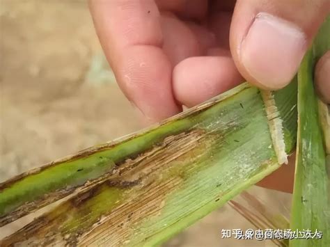 蓟马不是马，危害很可怕！蓟马危害高清图谱及防治方法 知乎