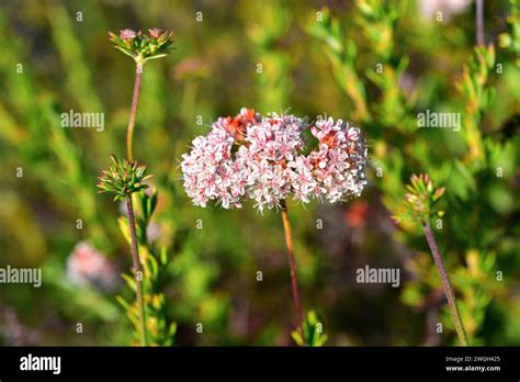 California Buckwheat Or Mojave Buckwheat Eriogonum Fasciculatum Is A