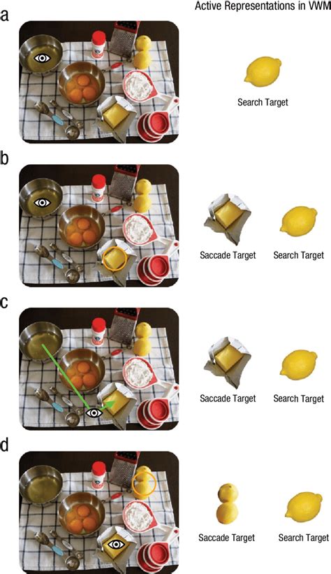 proposed function of visual working memory vwm during eye movement
