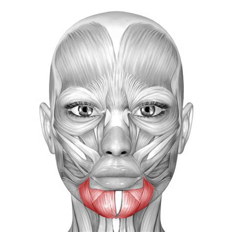 Anatomy Face Yoga Academy Selavis