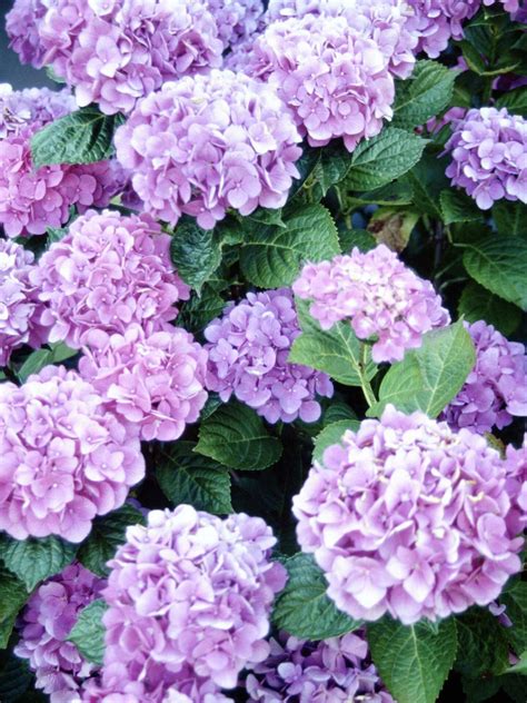 Hydrangea With Blight