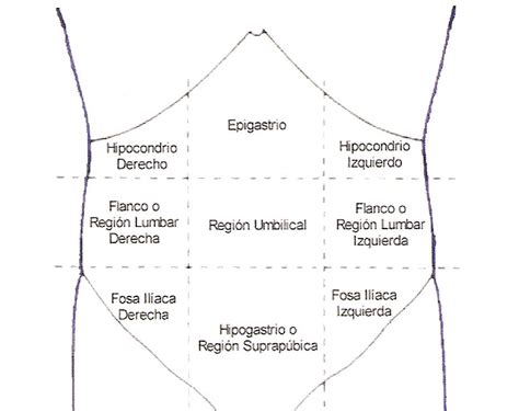 Facultad De Medicina Regiones Anatómicas Abdominales