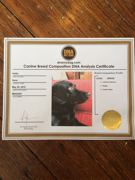 How Much Does Dog Dna Testing Cost