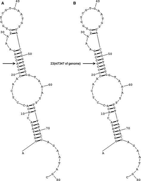 The Schematic Prediction Of Secondary Structure For The Ev71 3′utr A