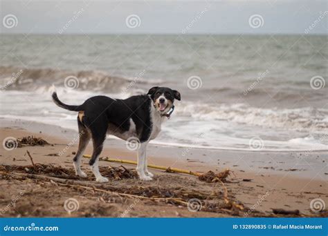 Primer Del Perro Mojado Que Presenta En La Playa Imagen De Archivo