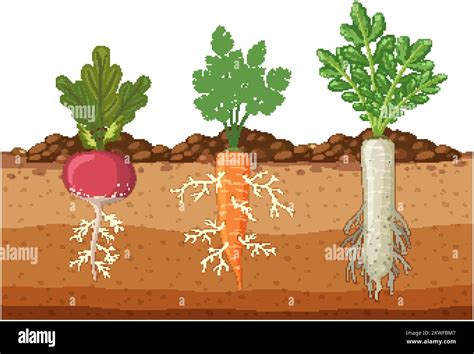 Carrot Root System