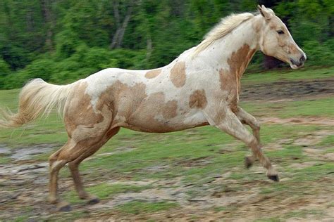 Palomino Paint American Paint Horse Horses Most Beautiful Horses