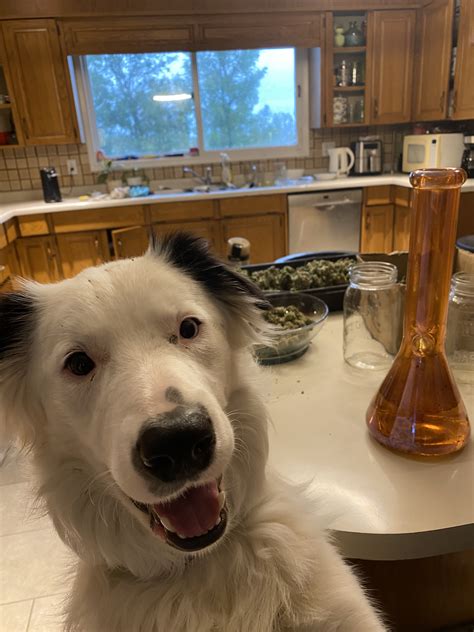 Amanda Siebert Author Amanda Siebert Twitter