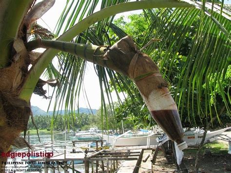 Philippine Food Illustrated Tuba Red Coconut Wine