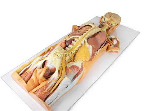 Nervous System Dissection Posterior View Australian Physiotherapy