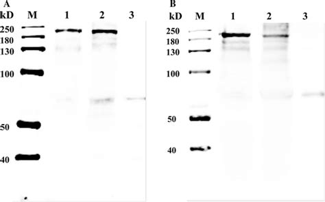 Western Blot Analysis Of The Antigenic Relationships Between The Cv777