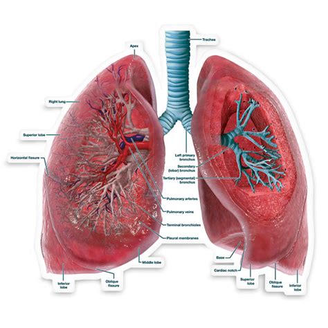 ¿cuál Es El órgano Principal Del Sistema Respiratorio Cuerpo Humano