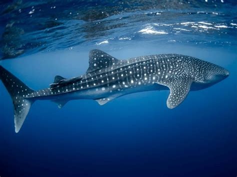 Download Gentle Giant Whale Shark Underwater Wallpaper