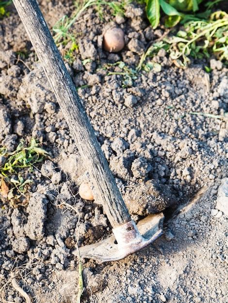 Premium Photo Digging Of Potato Bed In Garden By Chopper