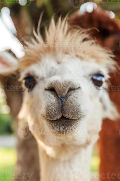 Cute Alpaca With Funny Face Relaxing On Ranch In Summer Day Domestic