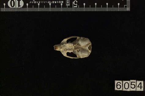 Pteromys Momonga Small Japanese Flying Squirrel