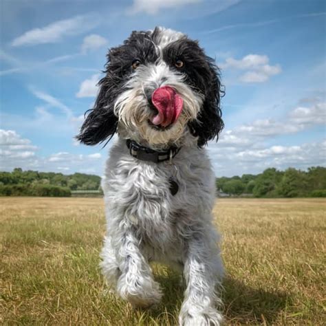 Cockapoo Prix Caractère Alimentation Santé