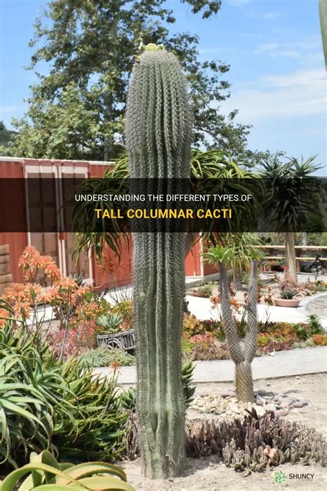Understanding The Different Types Of Tall Columnar Cacti Shuncy
