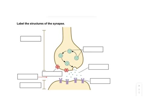 Synapse Steps — Printable Worksheet