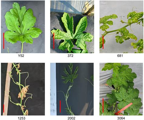 Frontiers Construction Of A Density Mutant Collection In Bitter Gourd