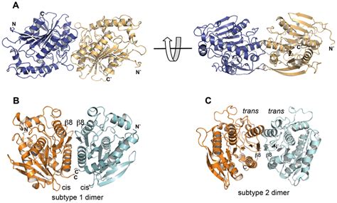 Dimeric Assembly Of Lpest1 And Classification Of The Dimers Of The Hsl
