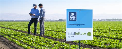 Iron Deficiency Lettuce Yara United States