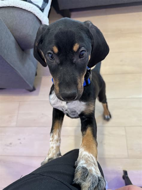 What Does A Black And Tan Coonhound Look Like