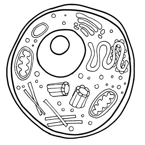 Membrana Celular Clipart