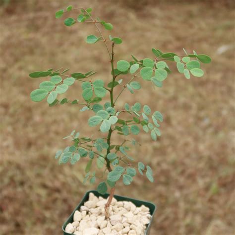 Cascalote Caesalpinia Cacalaco For Sale Planet Desert
