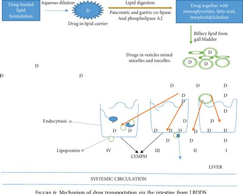 Figure 6 From Lipid Horizons Recent Advances And Future Prospects In Lbdds For Oral