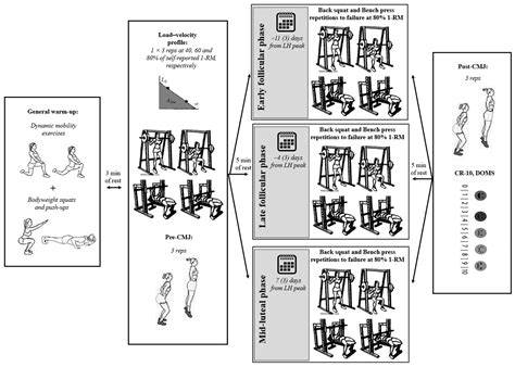 Weider Pro 9925 Exercise Chart