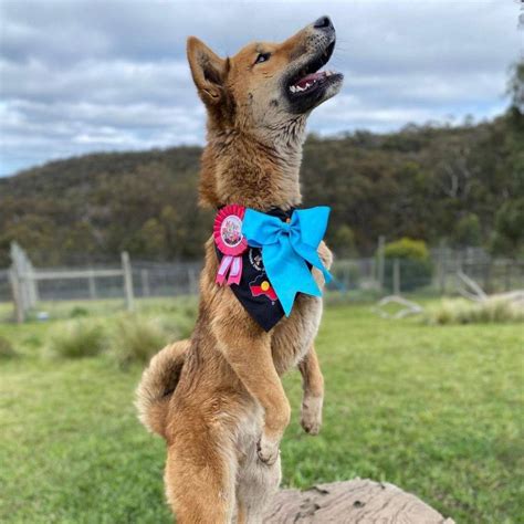 This Stray Puppy Turned Out To Be A Rare Australian Alpine Dingo