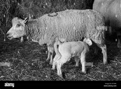 A Ewe With Her Lamb Inside A Barn The Picture Was Takne In The Limousin