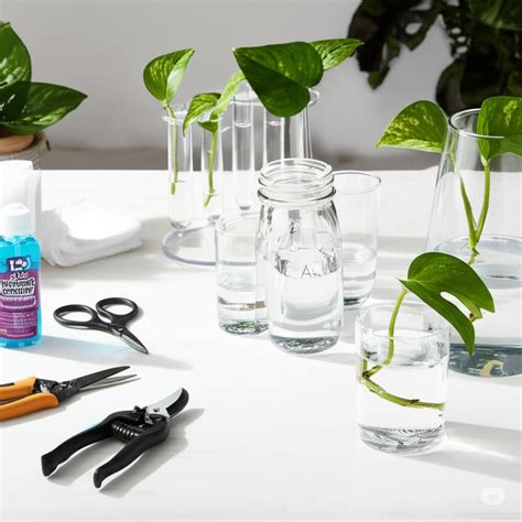 How To Propagate Plants In Water Easy Step By Step Method
