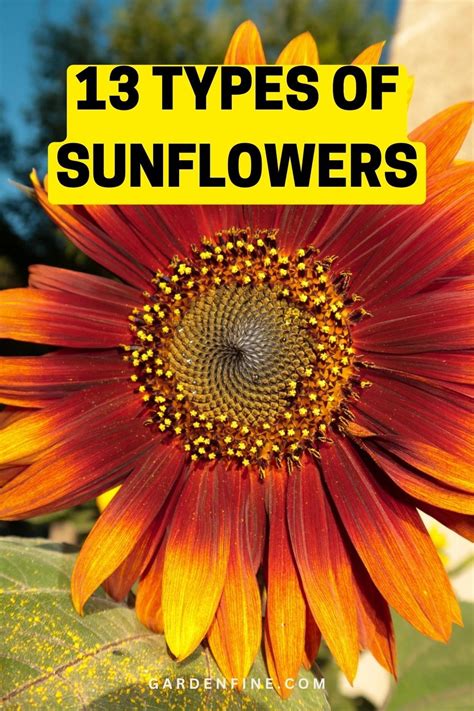 Types Of Sunflower Get To Know The Varieties Of Sunflower Artofit