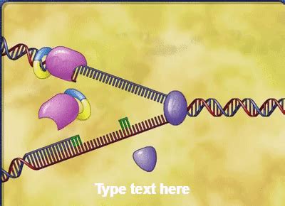 Dna Replication On Make A 