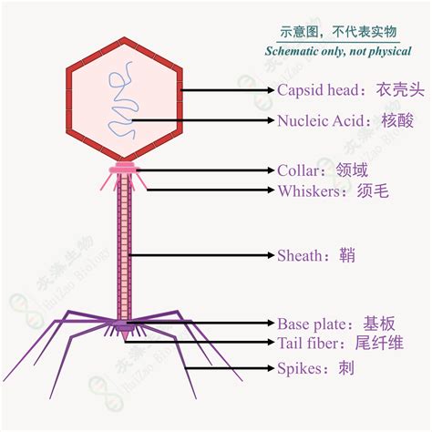 鼠痘病毒dna标准品 Hzb371787 Vs 产品详情 灰藻生物