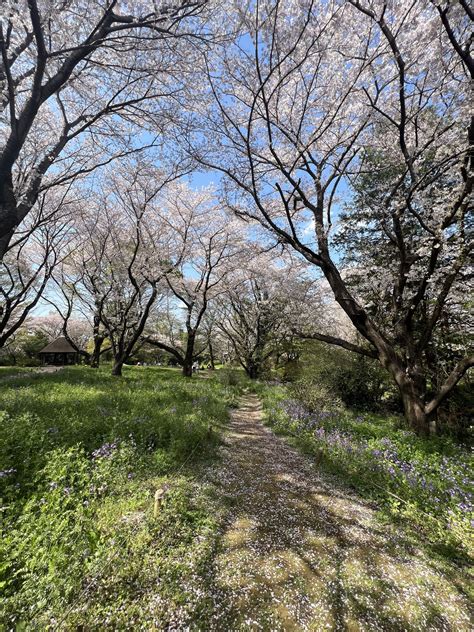 The Best Cherry Blossom And Tulip Park Near Tokyo Showa Kinen Park