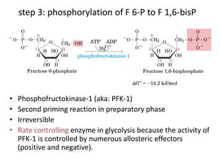 Bioenergetics Pptx