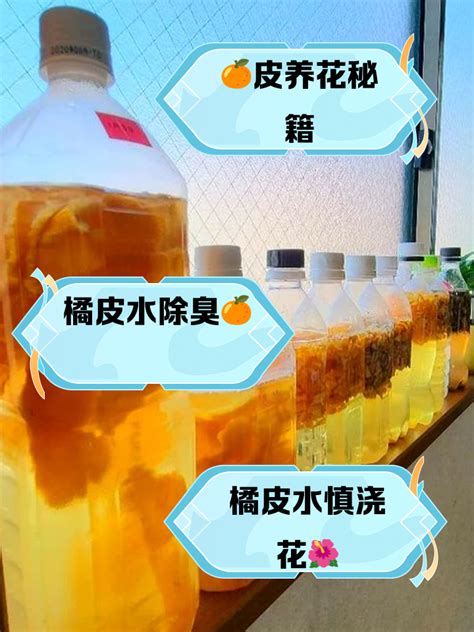 桔子皮泡水浇花有什么好处和坏处