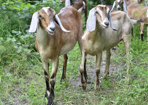 15 Floppy Eared Goat Breeds Youll Love