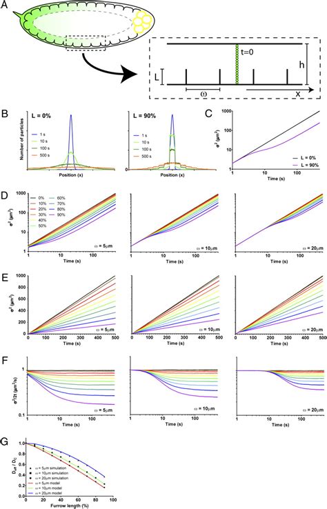 Multiscale Diffusion In The Mitotic Drosophila Melanogaster Syncytial