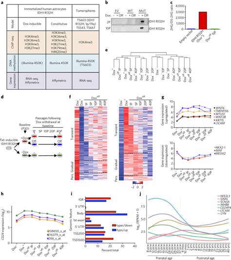 Characterization Of Idh1 Mutant Induced Gene Expression Download