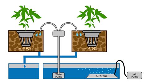 How To Grow Autoflowering Cannabis Plants In A Hydroponic Setup Fast Buds